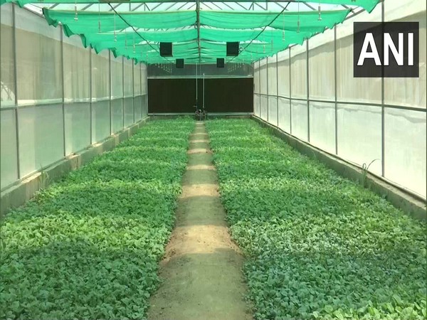 New high-tech poly houses constructed in J-K to boost vegetable cultivation