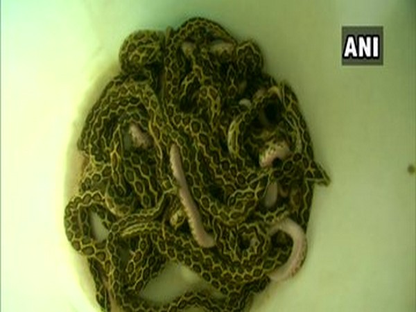 Russell's Viper in Coimbatore zoo gives birth to 35 snakelets