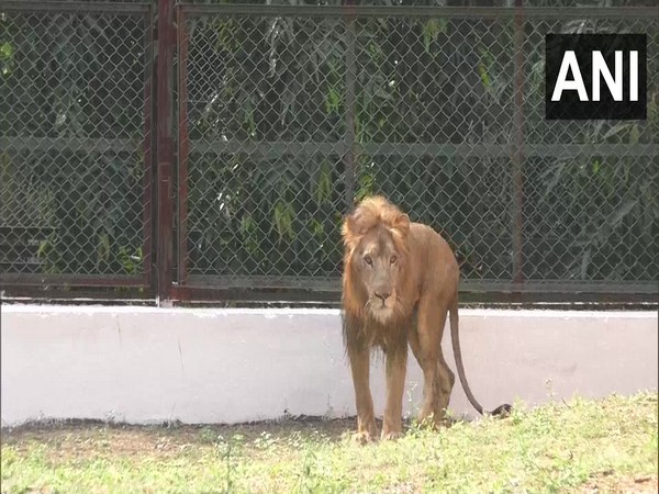 Surat's Sarthana Zoo gets lion, lioness