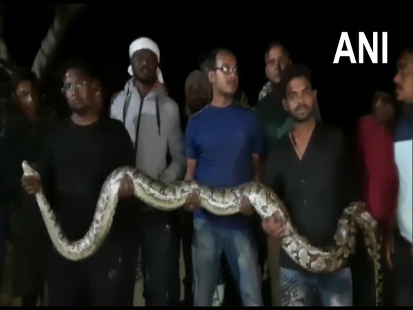 Two pythons rescued in Odisha's Berhampur