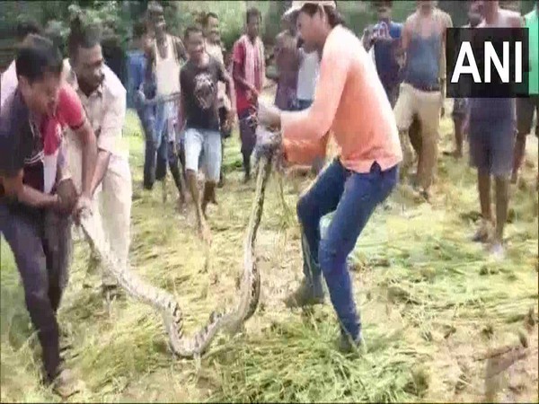 Odisha forest dept rescues giant python from fields in Mayurbhanj ...