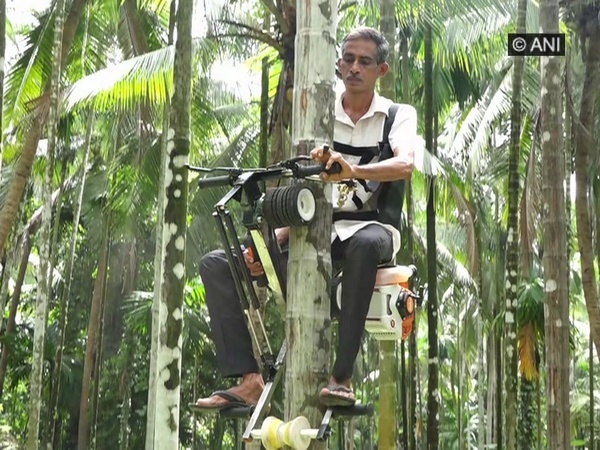 Ingenious 'bike' for climbing Areca nut tree to make farmers' lives easier