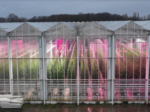 Fluence launches modules of LED VYPR for greenhouse cultivators