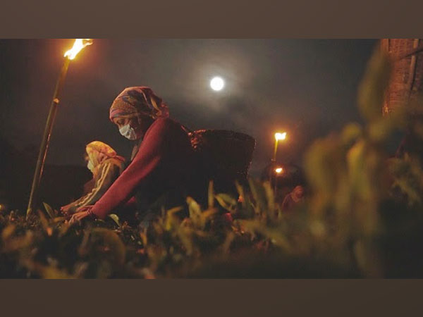 Full moon tea leaf plucking - How India's most exotic teas are picked