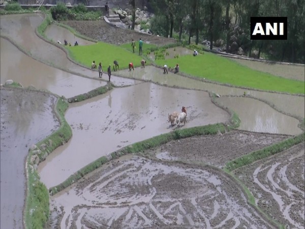 Farmers in J-K's Rajouri rejoice as water for irrigation reaches remote ...