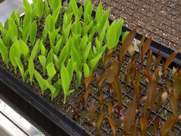 Japan's Takii produces high yielding variety of seeds and seedlings