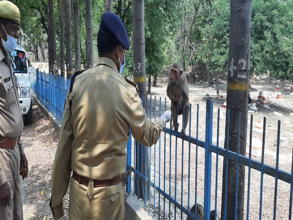 Lucknow police protects monkeys, stray animals from hunger, thirst