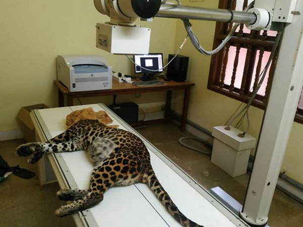 Leopard undergoes surgery for removal of dead cubs from womb in Mangaluru