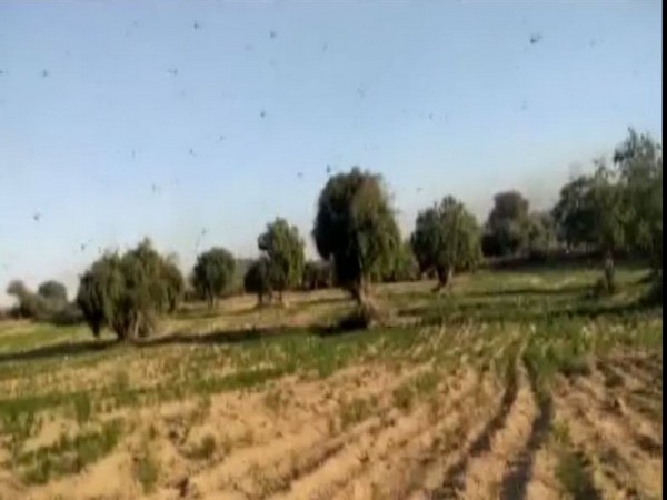 Rajasthan minister writes to PM Modi over locust attack