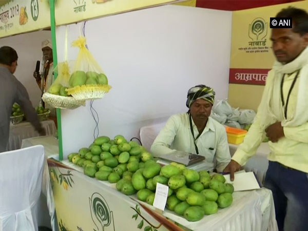 Madhya Pradesh: Mango festival organised for tribal sellers in Bhopal