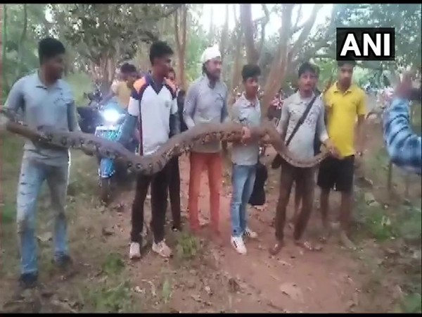 Six pythons rescued in Odisha's Dhenkanal