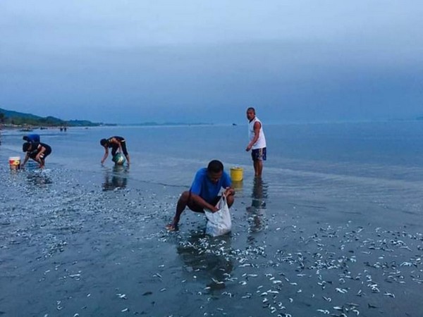 Philippines: Mindoro residents find thousands of fish near shoreline ...