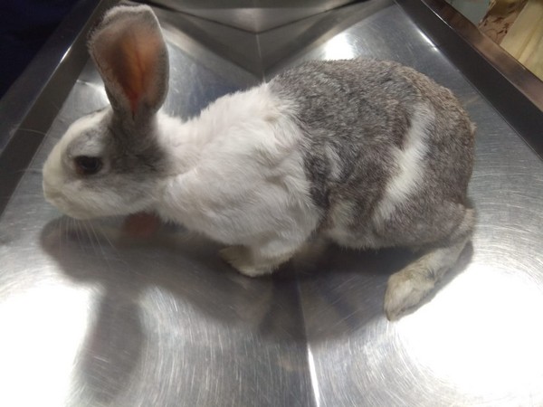 Rare tumour surgically removed from rabbit’s chest