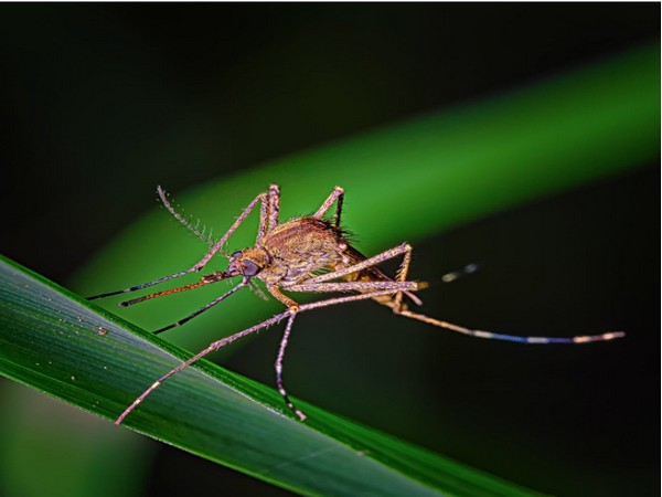New findings about mosquito vision could help in hiding from disease ...