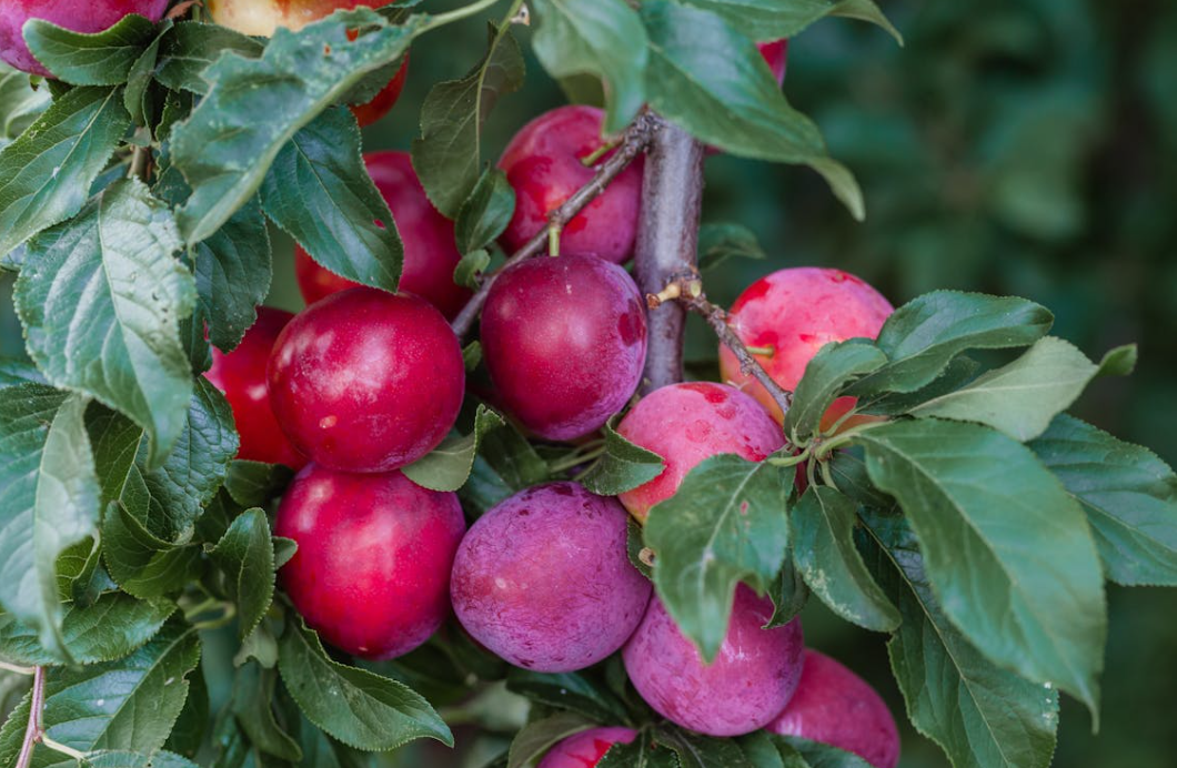 5 benefits of adding plums to your diet