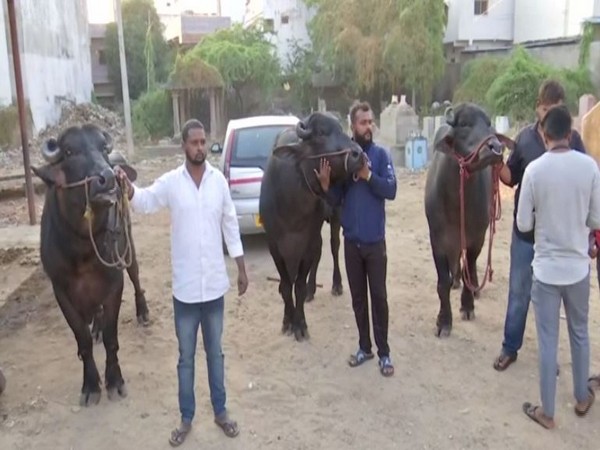 'Sadar Festival', a carnival of buffaloes in Hyderabad