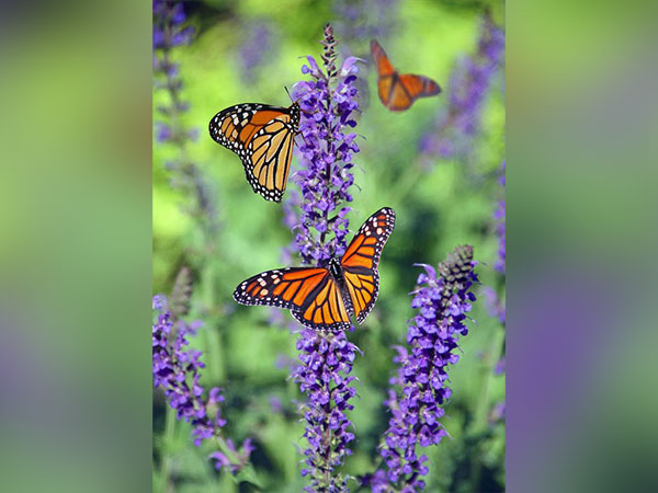 Research reveals genes from microbes crucial for insect evolution