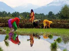 Kashmiri fields resound with folk songs as farming season begins