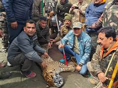Uttarakhand: Forest Department captures man-eater leopard in Dehradun's ...