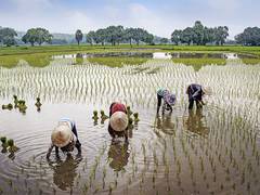 India registers 8,875 farmer producer organisations under Central ...