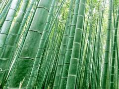 Madhya Pradesh tops in bamboo resources in country with bamboo bearing ...