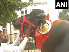 Hyderabad: 7ft tall Murrah Buffalo 'Gholu-2' brought from Haryana ...