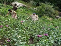 HP Police conducts anti-drug campaign in state, recover drugs; several ...