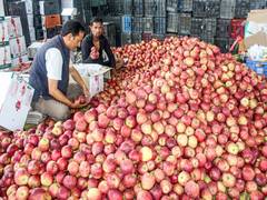 Himachal Pradesh: Apple season records higher market arrivals despite ...