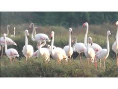 Tamil Nadu: Large flocks of migratory flamingos spotted in Thoothukudi ...