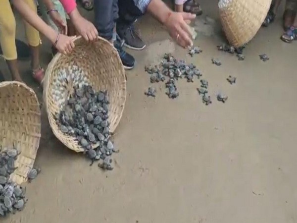 1000 Olive Ridley hatchlings released into sea in Visakhapatnam