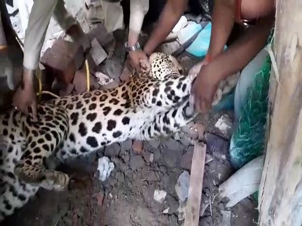 Leopard injures 4 in Indore's Limbodi