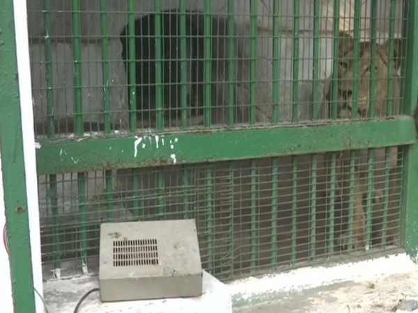 Heaters installed outside enclosures of tigers, lions to help them ...