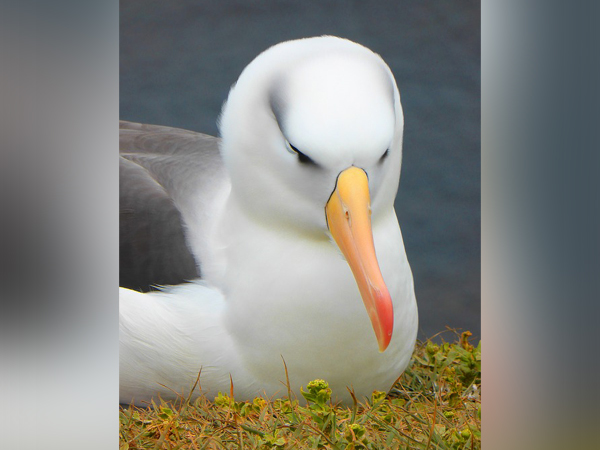 Study confirms plastics threat to south pacific seabirds