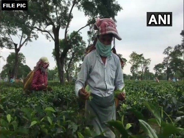 200 years and counting, Assam's tea industry continues glory run