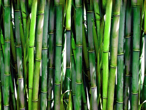 Here's how bamboo tapping helps in warding off body pain