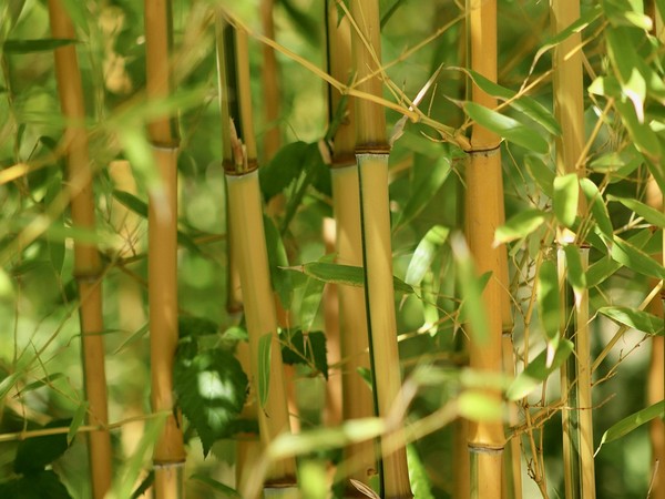 Bamboo tapping may help in warding off body pain