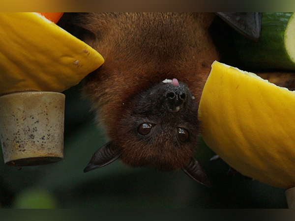 Study reveals how bats develop impression of their environment through ...