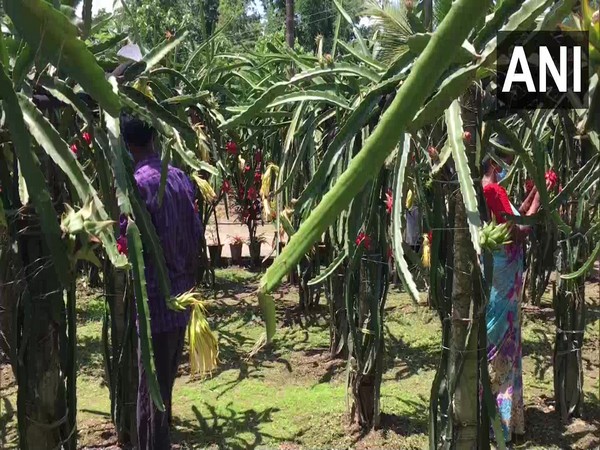 Adivasi couple in Naxalbari village growing dragon fruit to earn profit