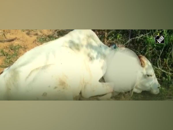 Cow severely injured after tiger attack in Telangana