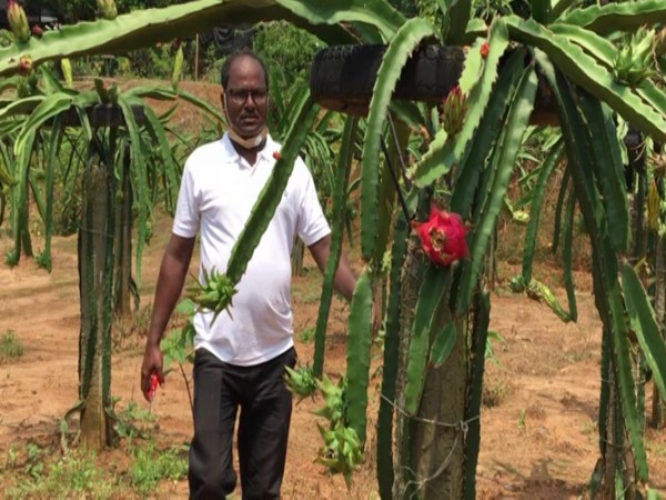 Tripura horticulturist cultivates dragon fruit, sells at Rs 400/kg