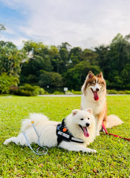 Delhi's top 6 dog-friendly parks: Where canine companions roam free