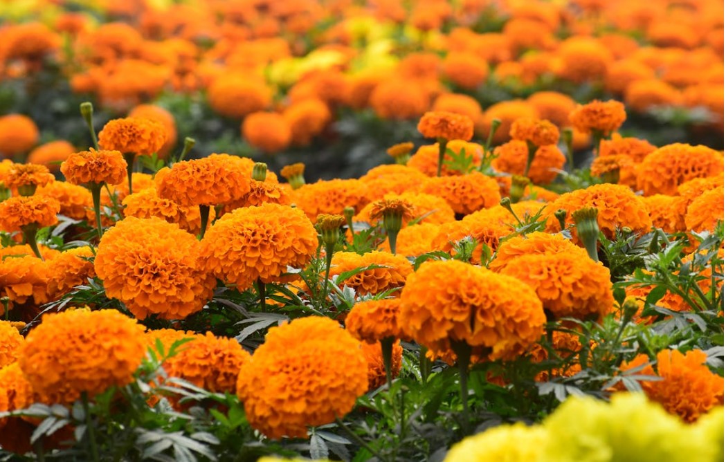 Make your garden look beautiful with these monsoon flowers