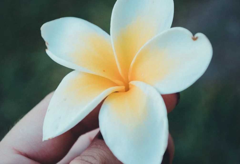 Make your garden look beautiful with these monsoon flowers