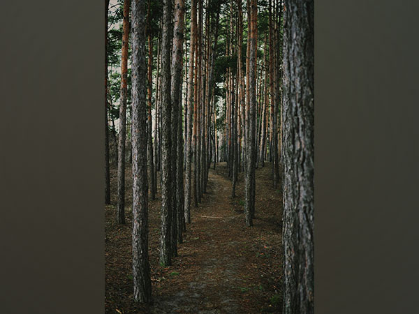 Forest loss can become bigger problem in coming years, reveals study