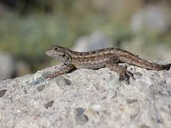 New species of lizard found in stomach of microraptor, named after Lord ...