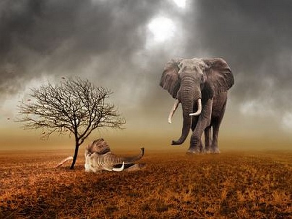 Elephants exhibit unique interest in their dead: Study