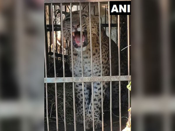 Man-eater leopard captured in Uttarakhand's Pithoragarh