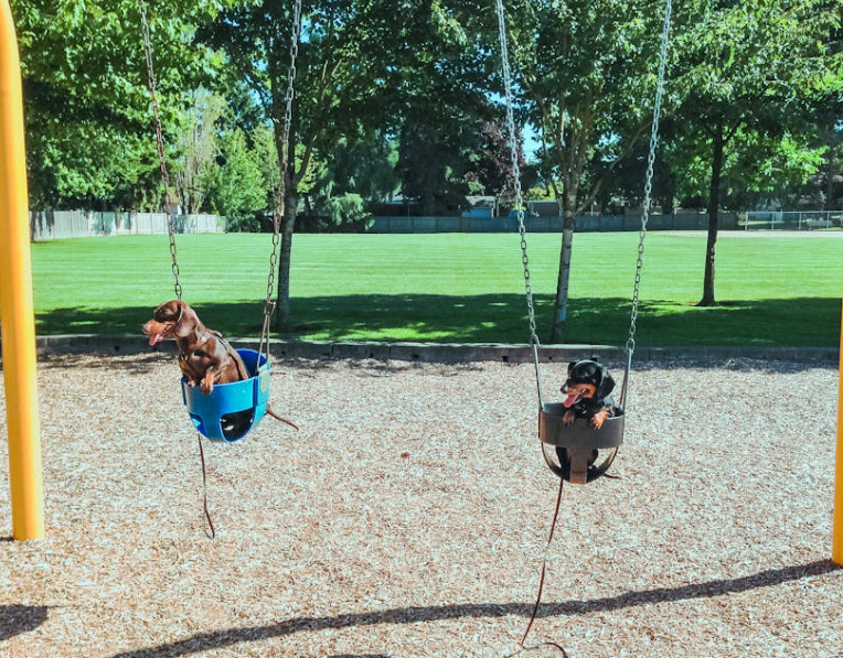 Delhi's top 6 dog-friendly parks: Where canine companions roam free