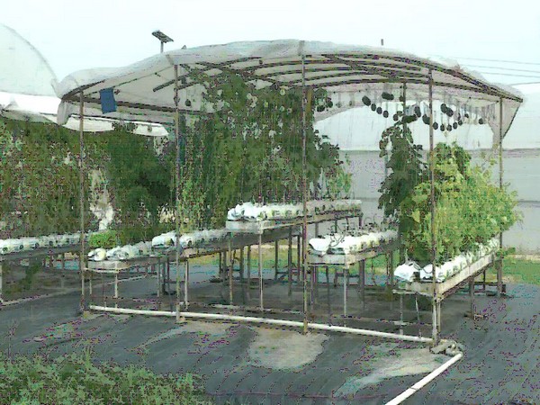 Punjab Agriculture University develops kitchen garden without soil