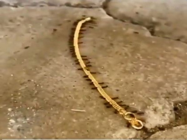 Watch: Tiny ants smuggle gold chain in viral video